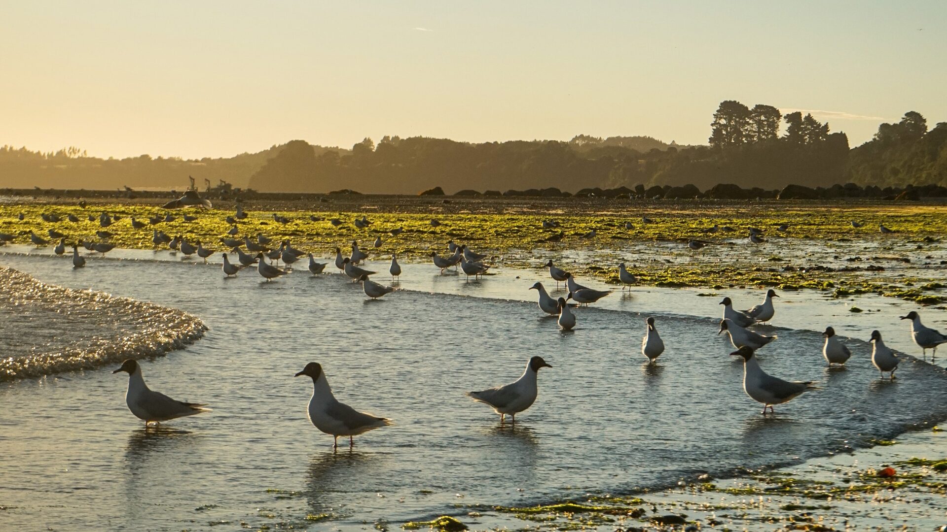 Plataforma Costera — Conecta & Colabora