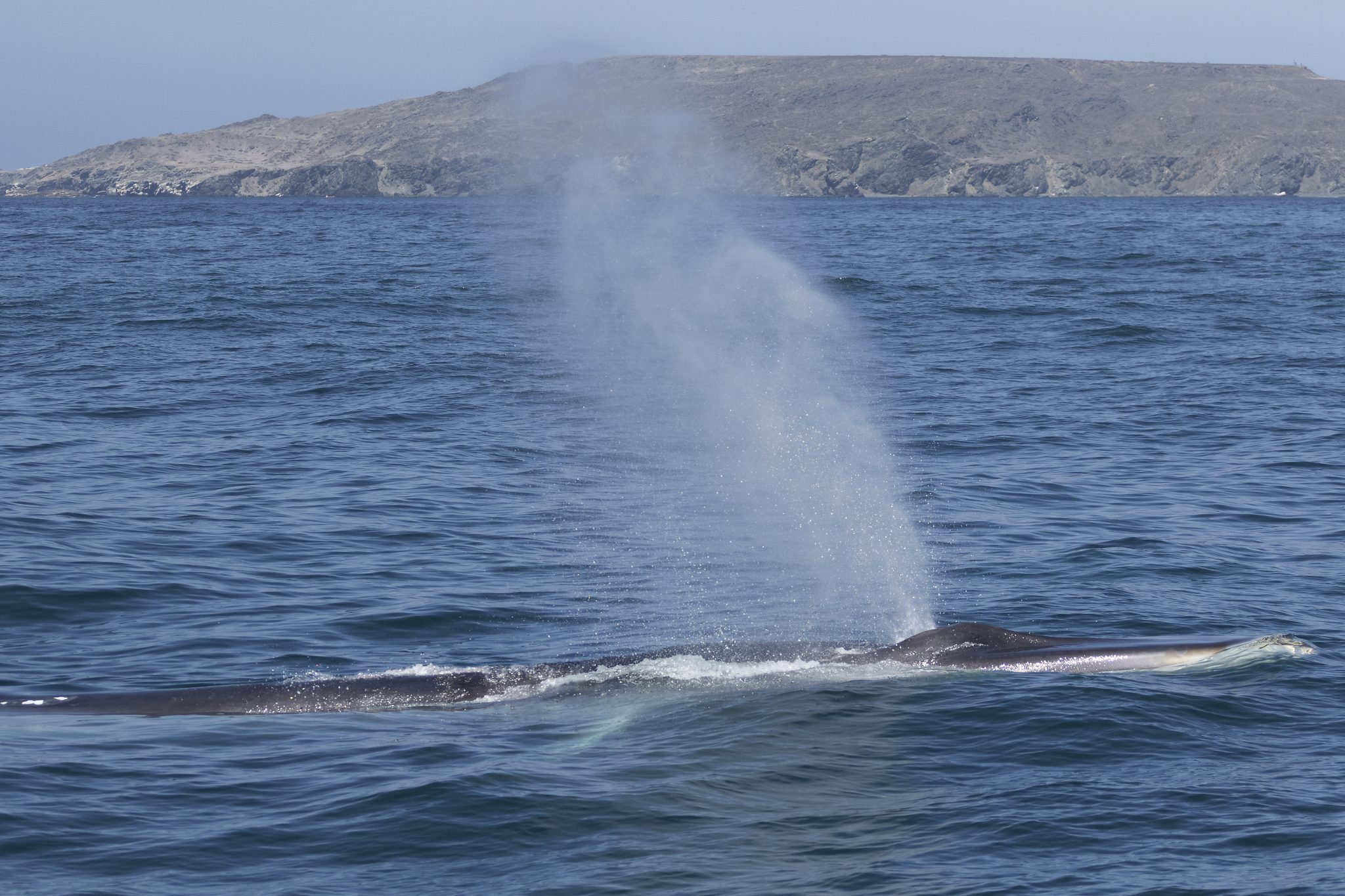 “Necesitamos proteger ecosistemas marinos del norte y centro de Chile” > Entrevistas ...