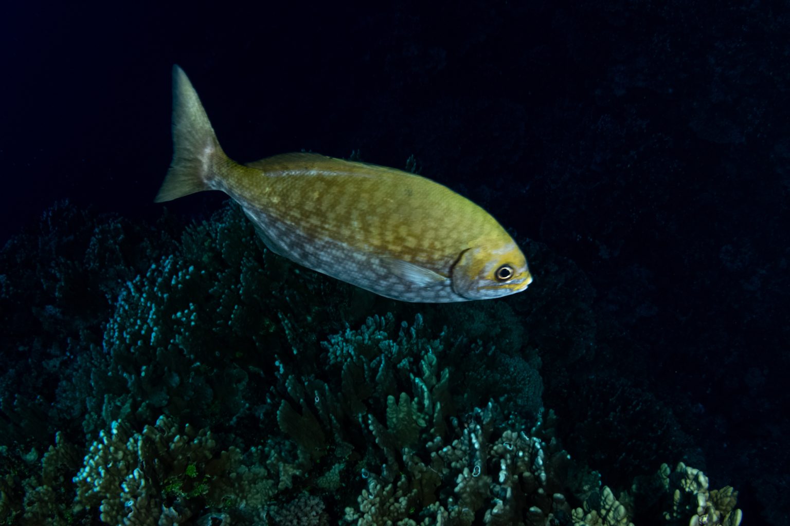 ¿Quiénes son los changos? > Columnas de opinión > Actualidad ...