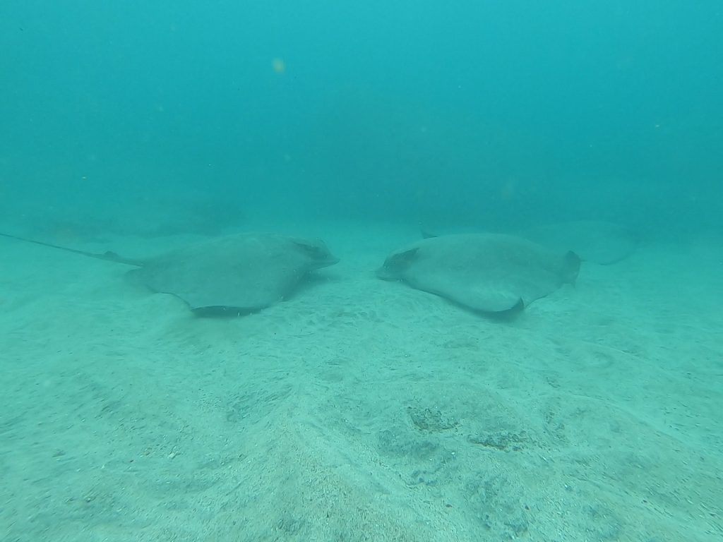 Raya Águila > Proyectos > Plataforma Costera — Conecta & Colabora