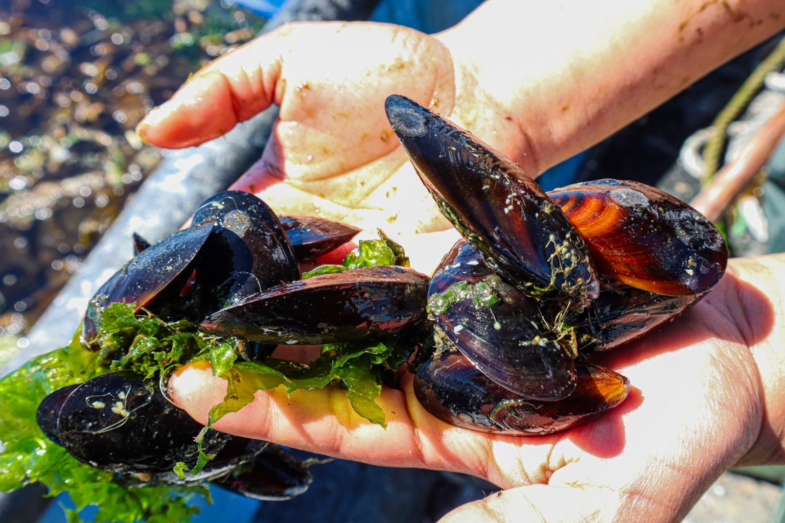 Inédito estudio de la macha en Perú y Chile devela su estructura ...