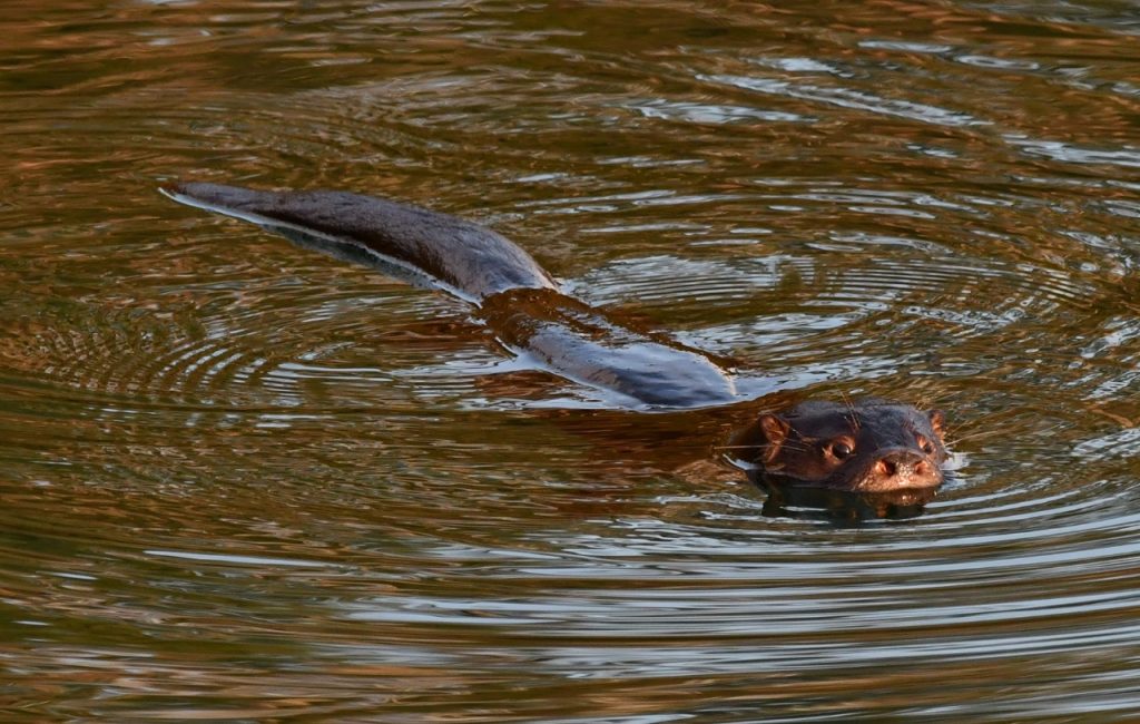 WCS CHILE CONFIRMA PRESENCIA DE HUILLÍN EN AMCP-MU SENO ALMIRANTAZGO ...