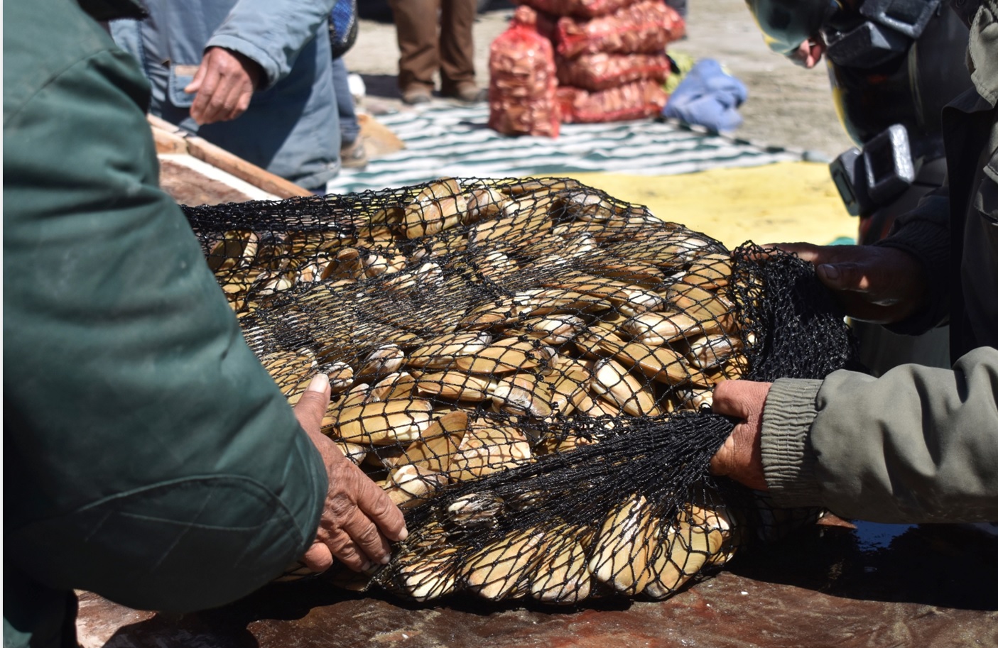 Inédito estudio de la macha en Perú y Chile devela su estructura ...