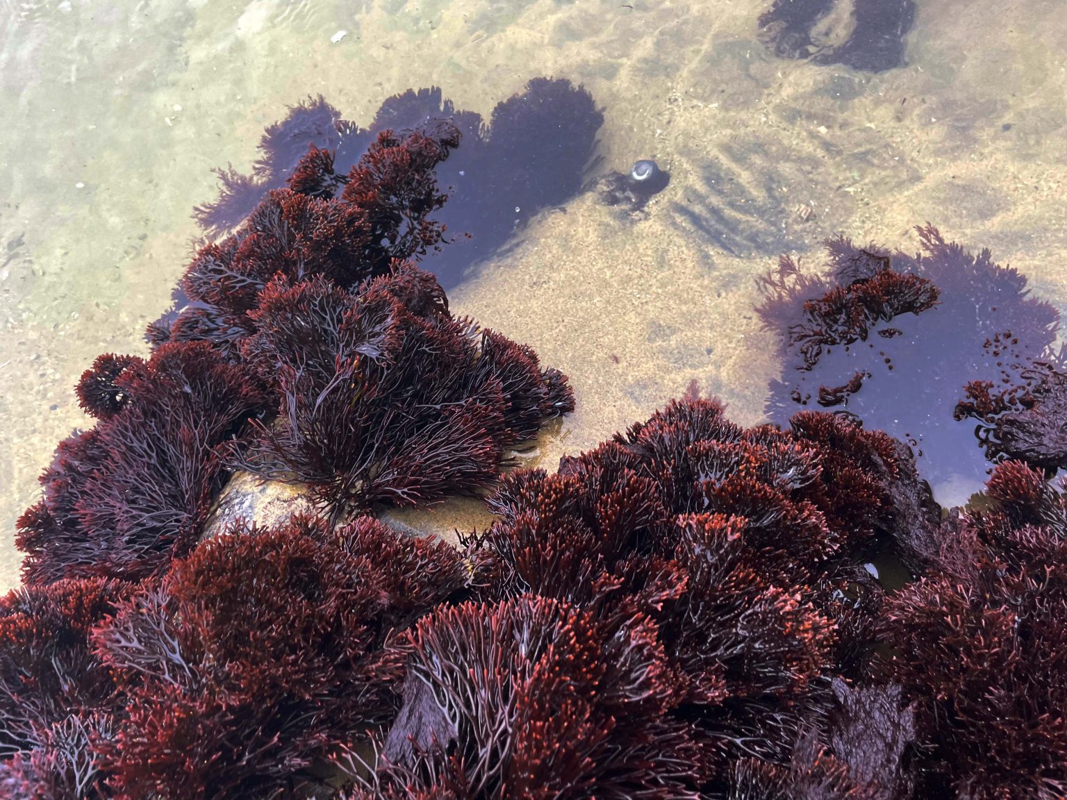 Estudian la influencia de eventos catastróficos en la evolución de algas rojas en Chile ...