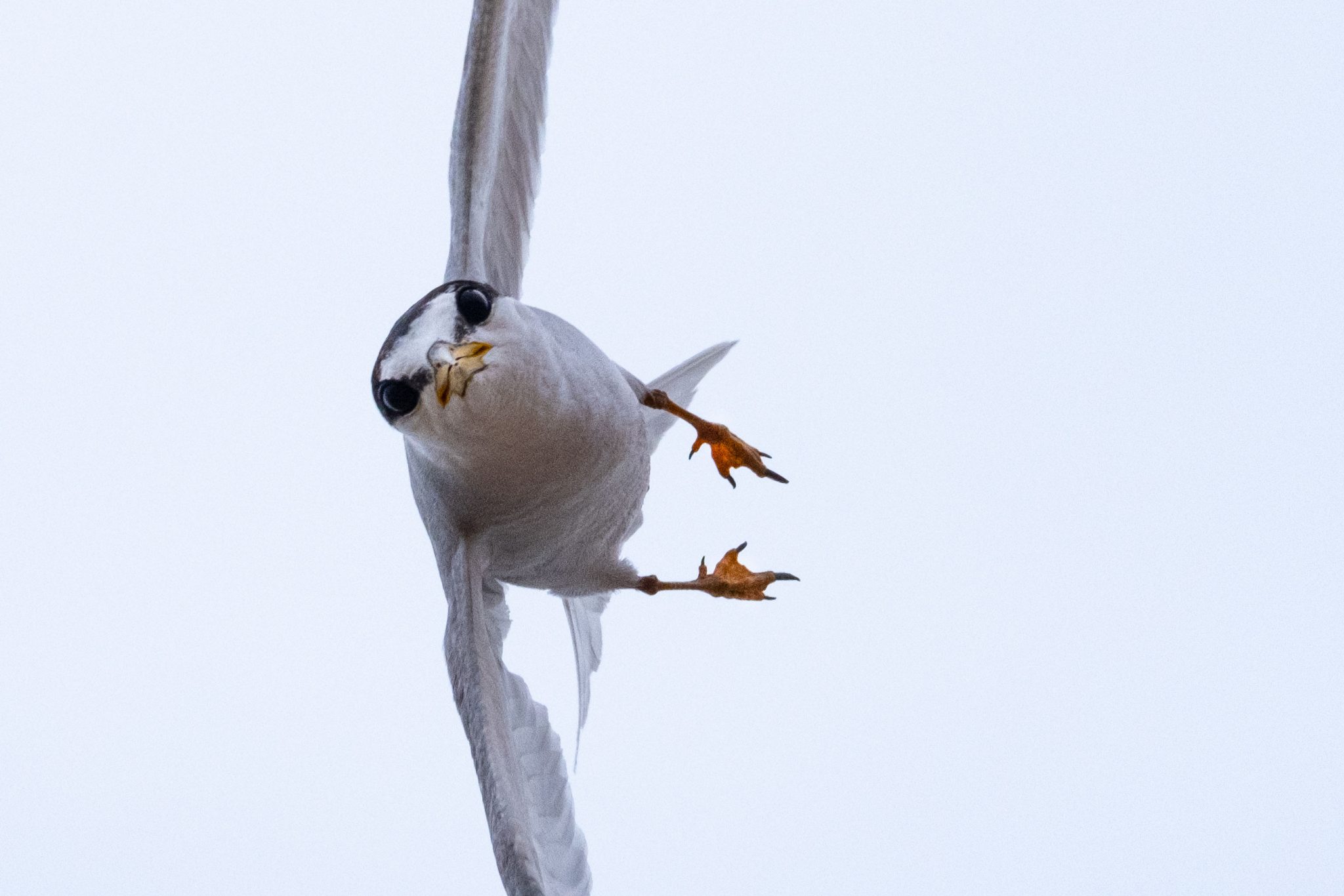 Estrategias y desafíos para la conservación del Gaviotín Chico ...